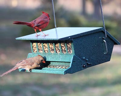 Heritage Farms Bird's Choice Squirrel Proof Feeder – BirdYard Direct