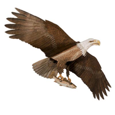 Jackite American Bald Eagle Kite, 60" Wingspan – BirdYard Direct