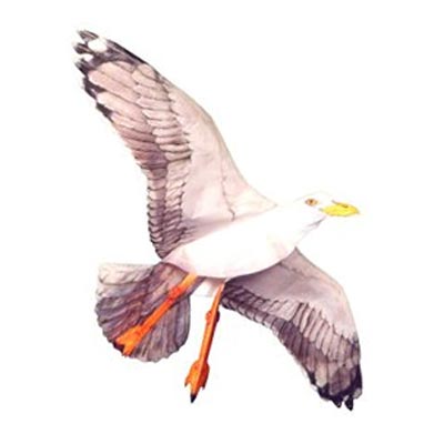 Jackite Sea Gull Kite, 42.5" Wingspan – BirdYard Direct