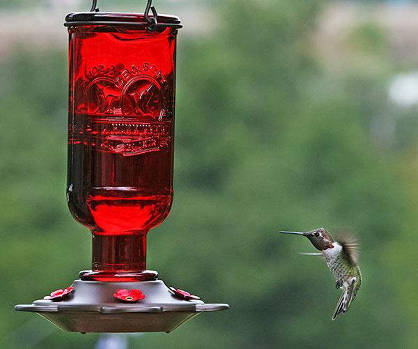 More Birds Elixir Hummingbird Feeder, Red, 16 oz. – BirdYard Direct