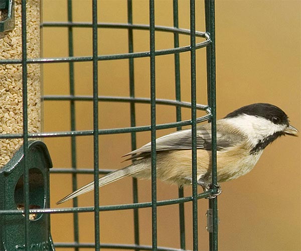 Stokes Squirrel Resistant Caged Bird Feeder – BirdYard Direct