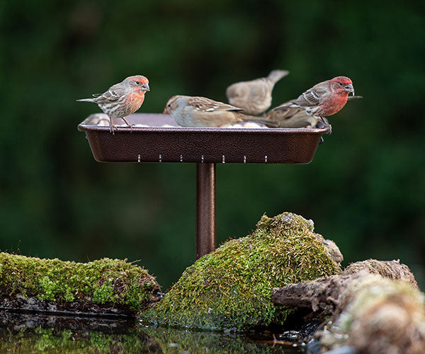 Stokes 3 in 1 Platform Feeder – BirdYard Direct