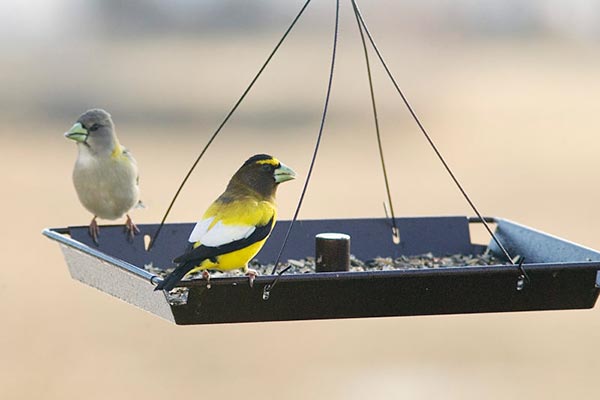 Stokes 3 in 1 Platform Feeder – BirdYard Direct