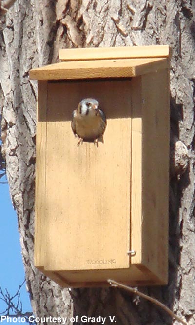 Woodlink Screech Owl & Kestrel House – BirdYard Direct